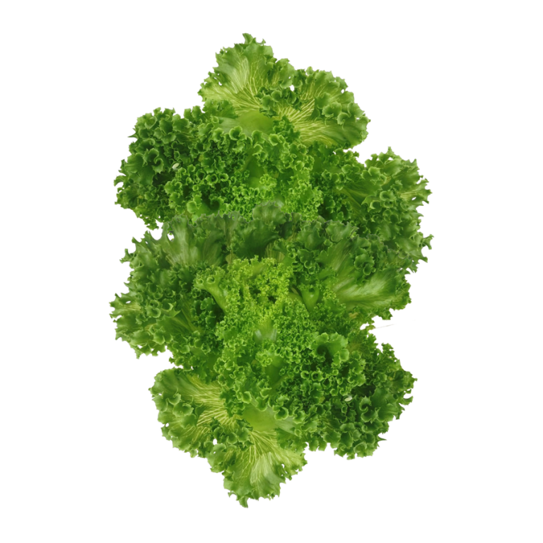 Crystal Lettuce – Green Harvest