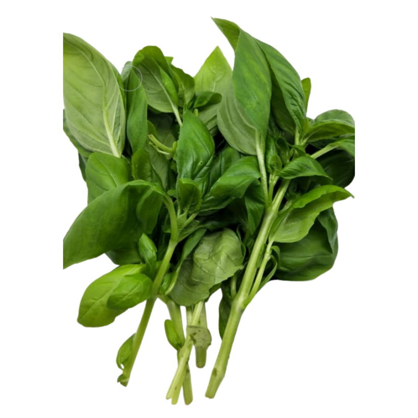 Sweet Basil – Green Harvest